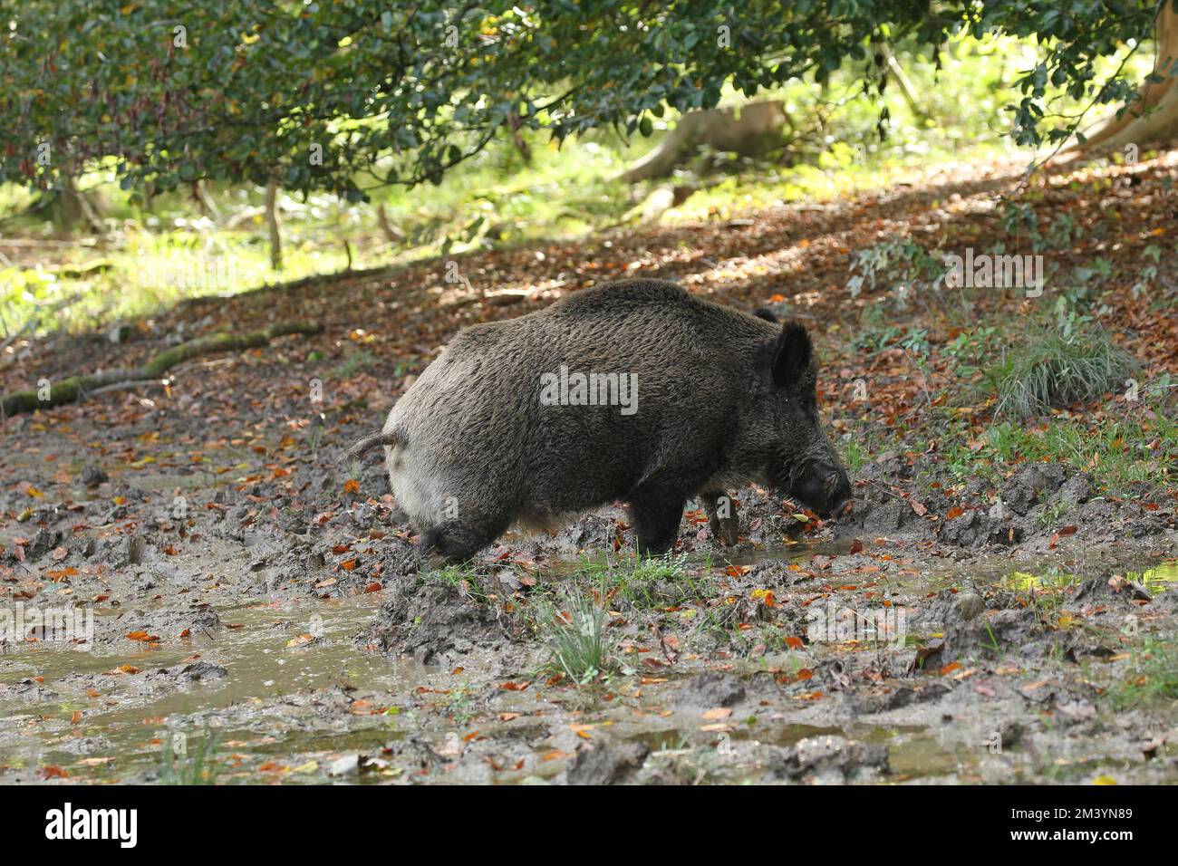 Wild boar (Sus scrofa) Boar comes out of the wallow, Allgaeu, Bavaria ...