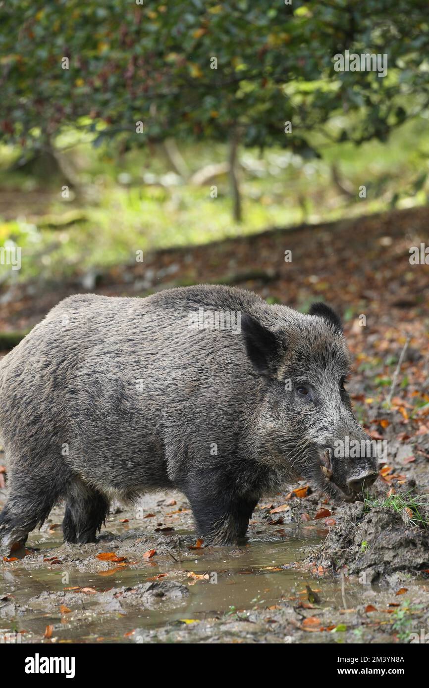 Wild boar (Sus scrofa) Boar in wallow, Allgaeu, Bavaria, Germany Stock ...