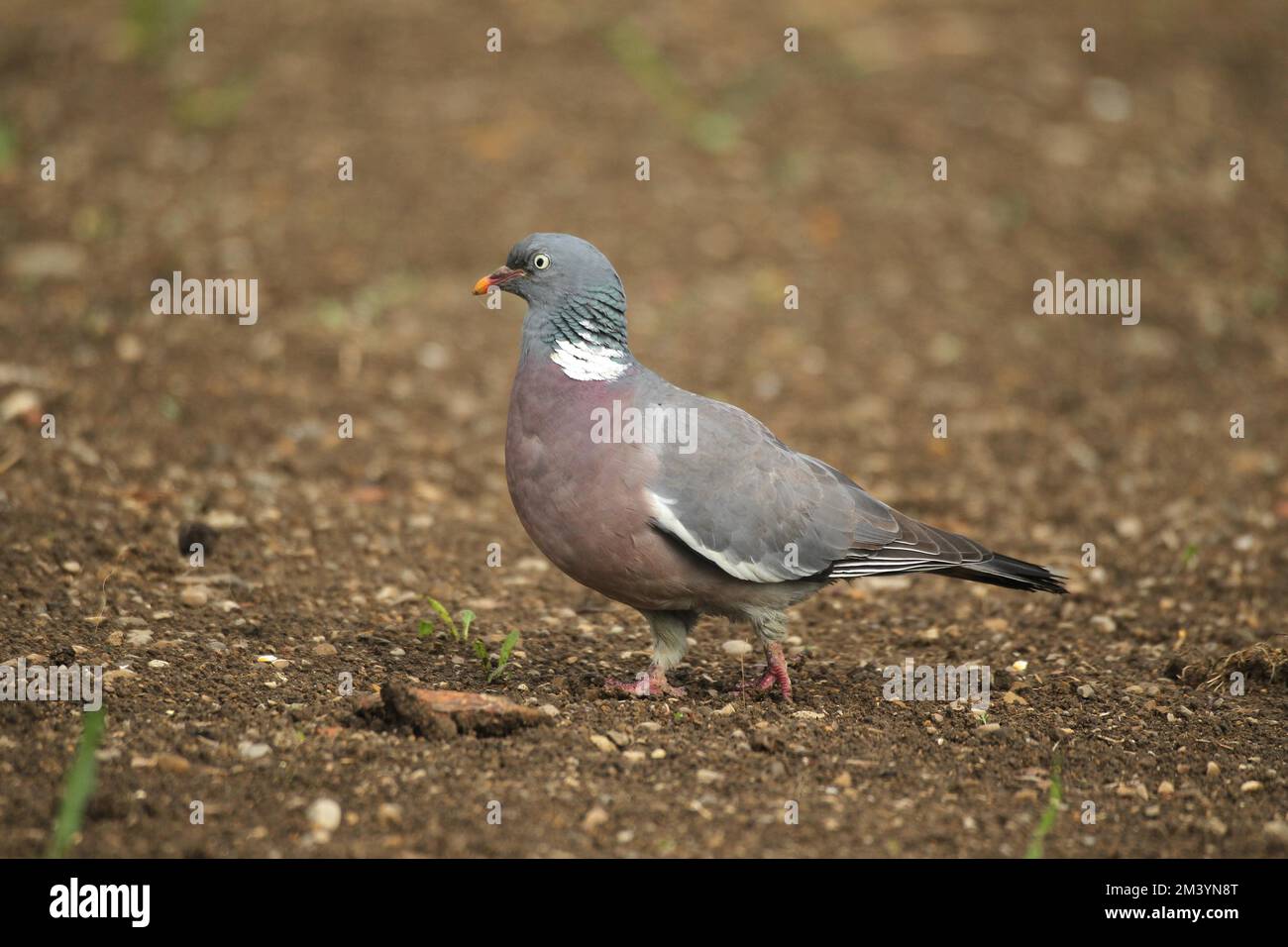 Common wood pigeon (Columba palumbus) foraging in a field near Regen ...