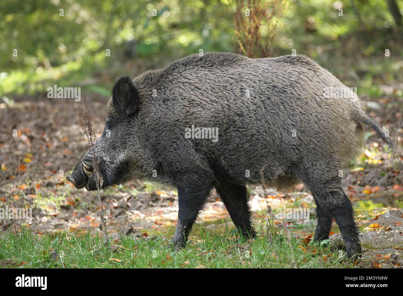 Wild boar (Sus scrofa) strong boar at wallow, Allgaeu, Bavaria, Germany ...