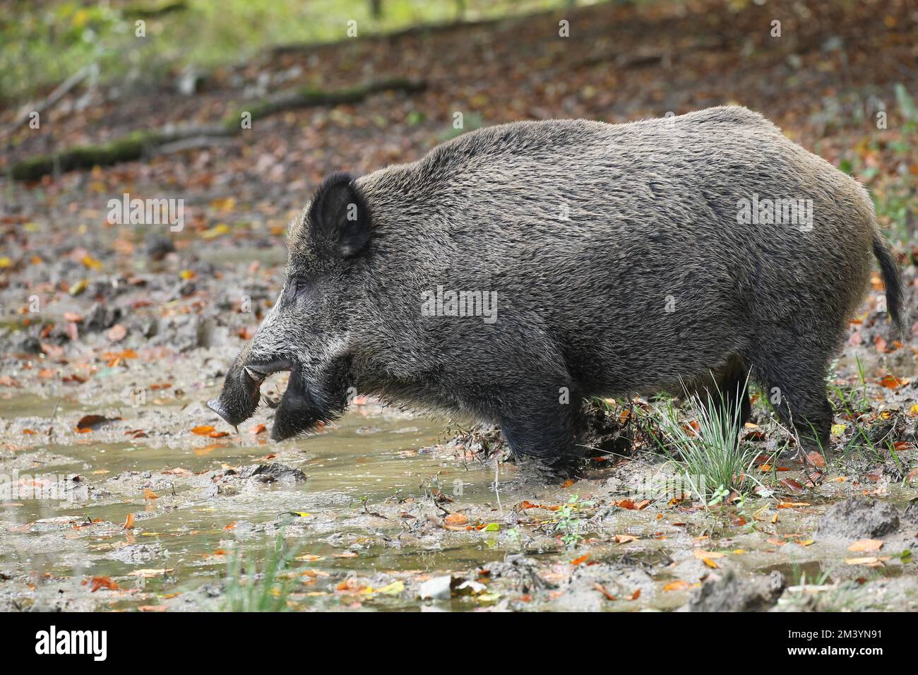 Wild boar sus scrofa covered with mud hi-res stock photography and ...