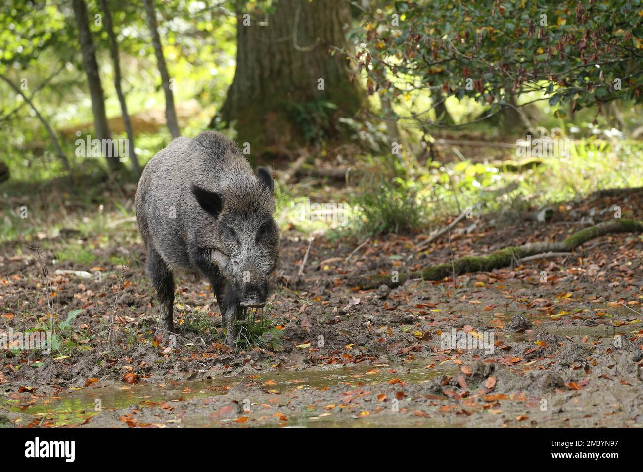 Wild boar (Sus scrofa) Boar at the wallow, scratching his head with his ...