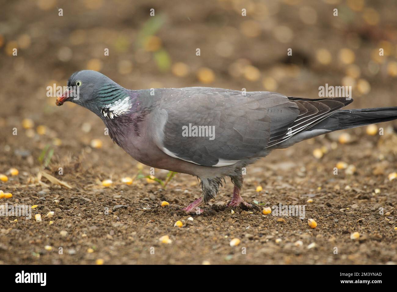Common wood pigeon (Columba palumbus) pecking corn grains in a field ...