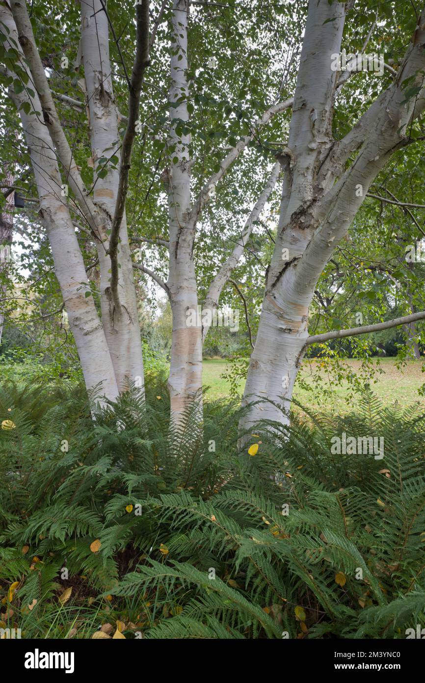Himalayan birch (Betula utilis jaquemontii), Hanover, Lower Saxony ...