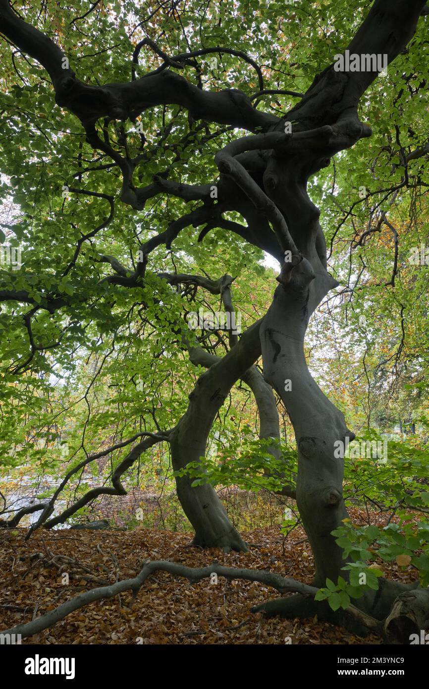 Suentelbuche (Fagus sylvatica suentelensis), Berggarten Hannover, Lower ...