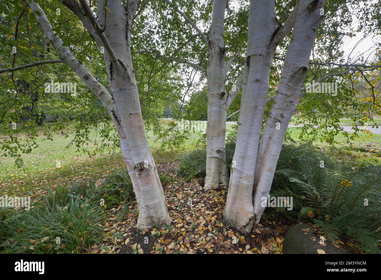 Himalayan birch betula utilis hi-res stock photography and images - Alamy