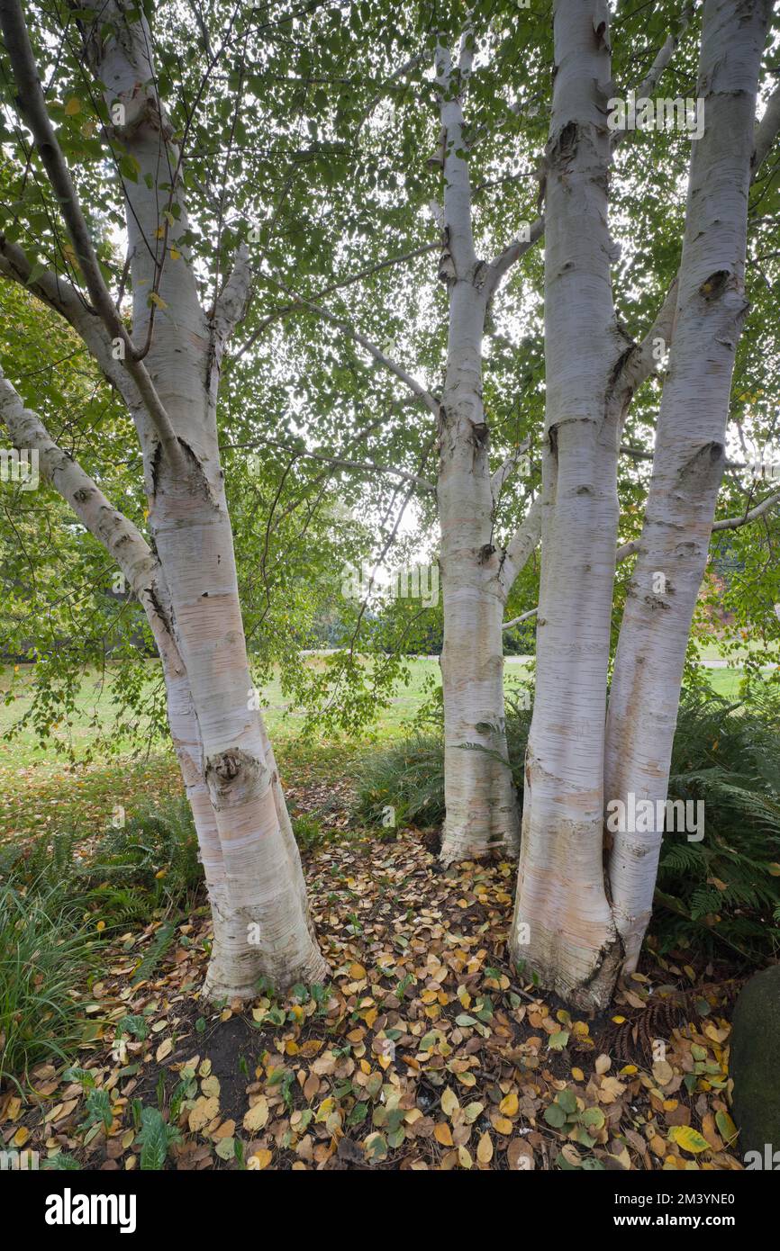 Himalayan birch betula utilis hi-res stock photography and images - Alamy