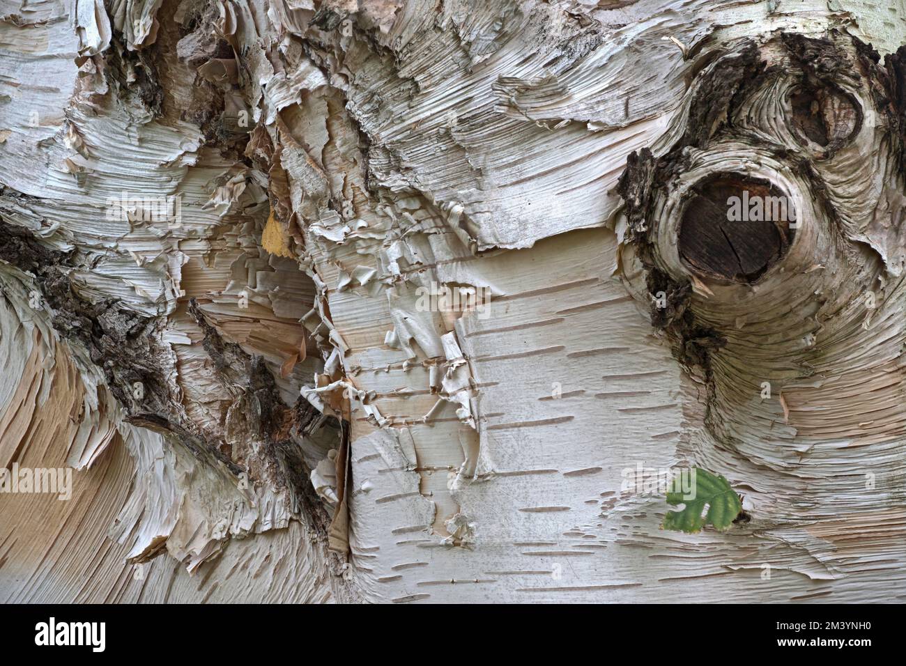 Himalayan birch (Betula utilis jaquemontii), bark, Hanover, Lower ...