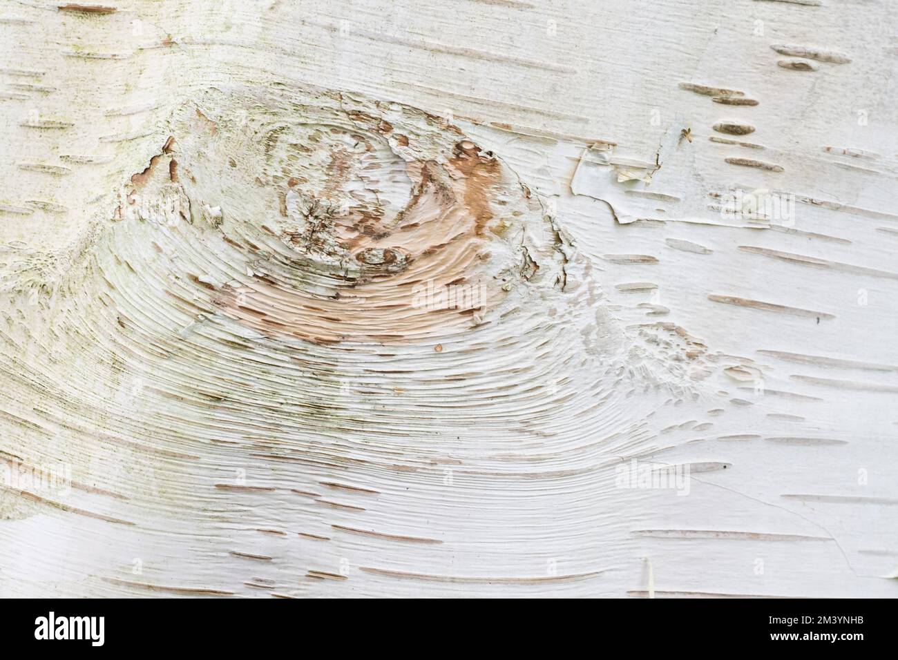 Himalayan birch (Betula utilis jaquemontii), bark, Hanover, Lower ...