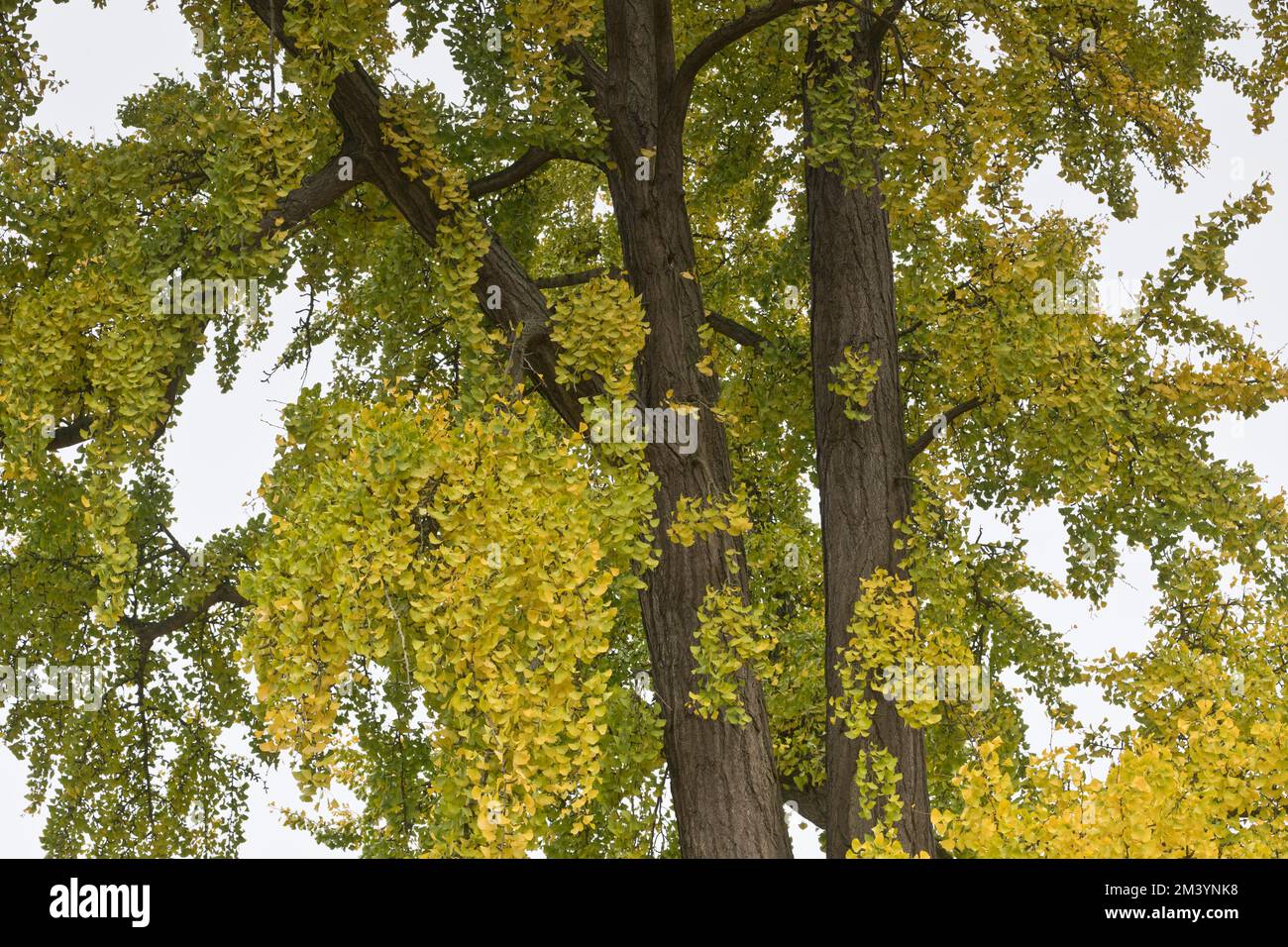 Gingko (Gingko biloba) in autumn leaves, Hanover, Lower Saxony, Germany ...
