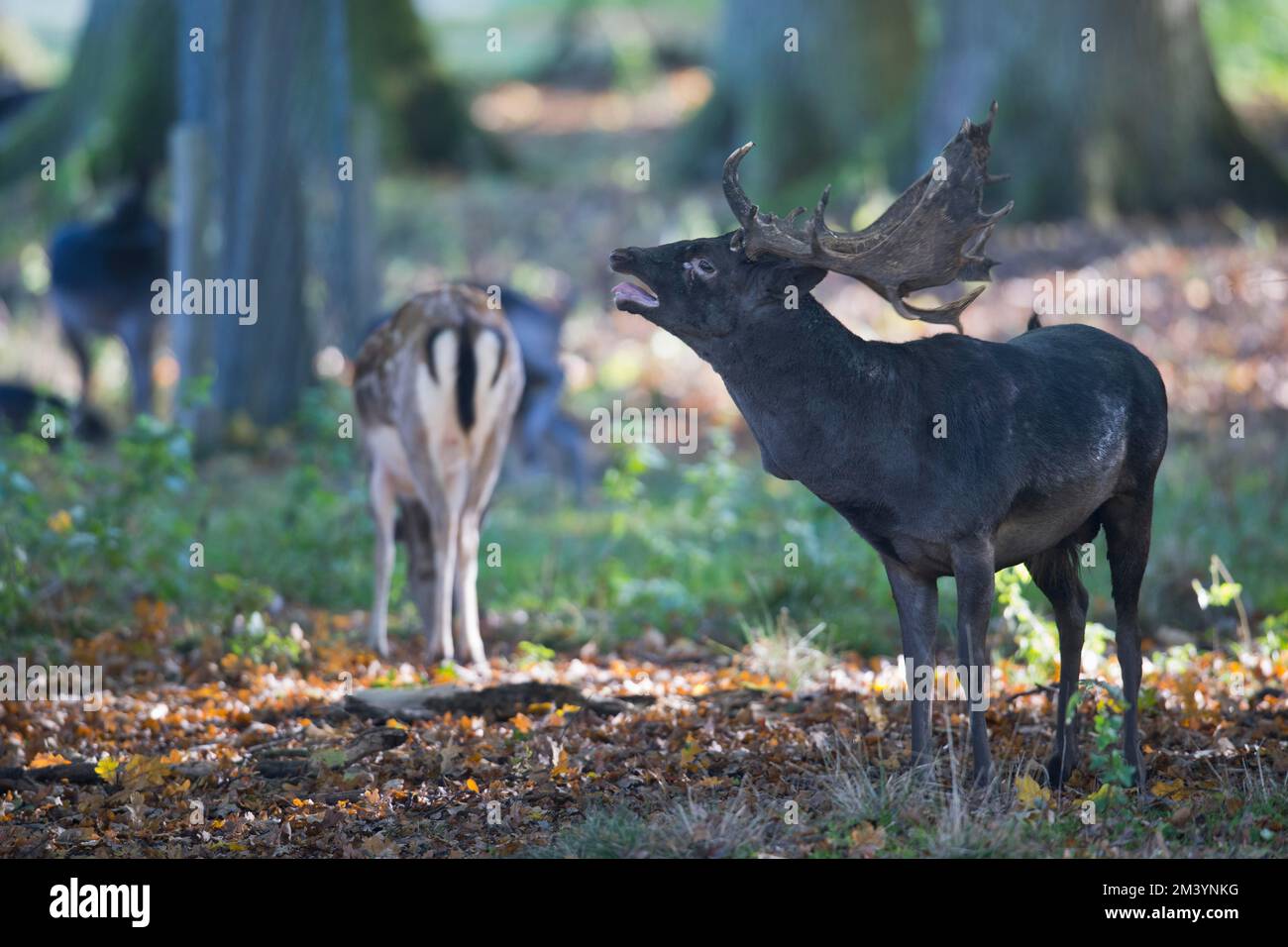Fallow deer (Dama dama), Lower Saxony, Germany Stock Photo - Alamy