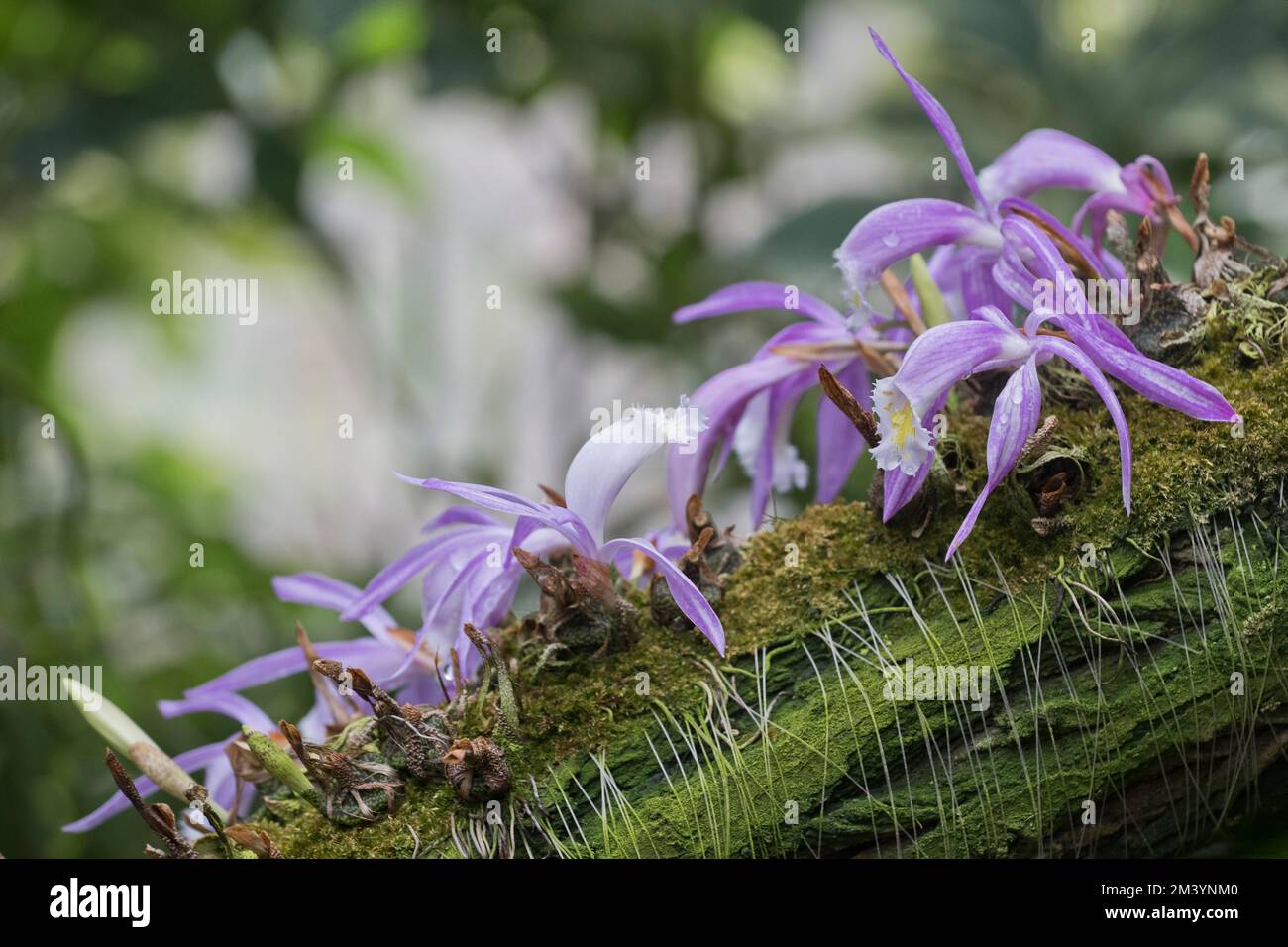 Pleione praecox hi-res stock photography and images - Alamy