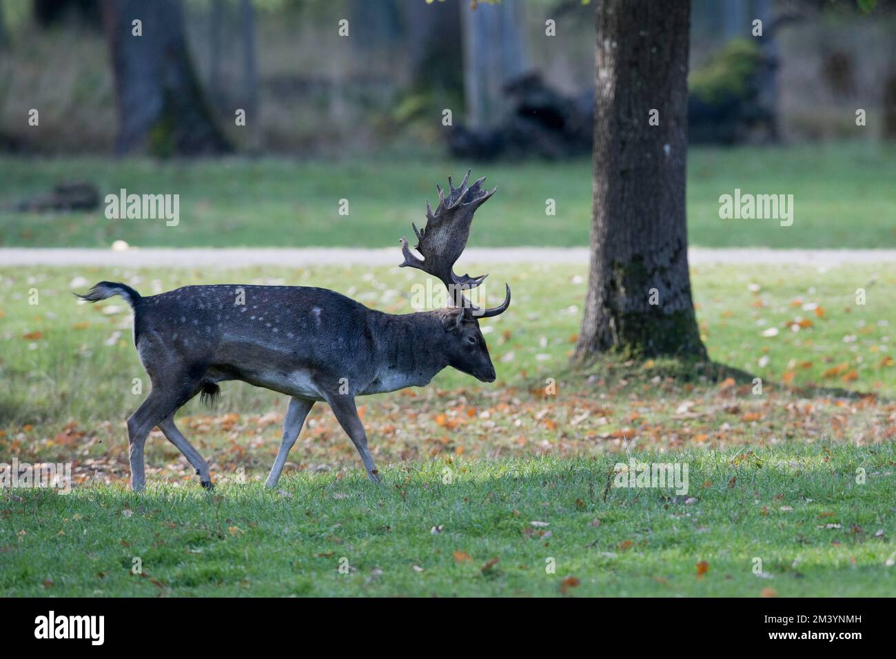 Fallow deer (Dama dama), Lower Saxony, Germany Stock Photo - Alamy