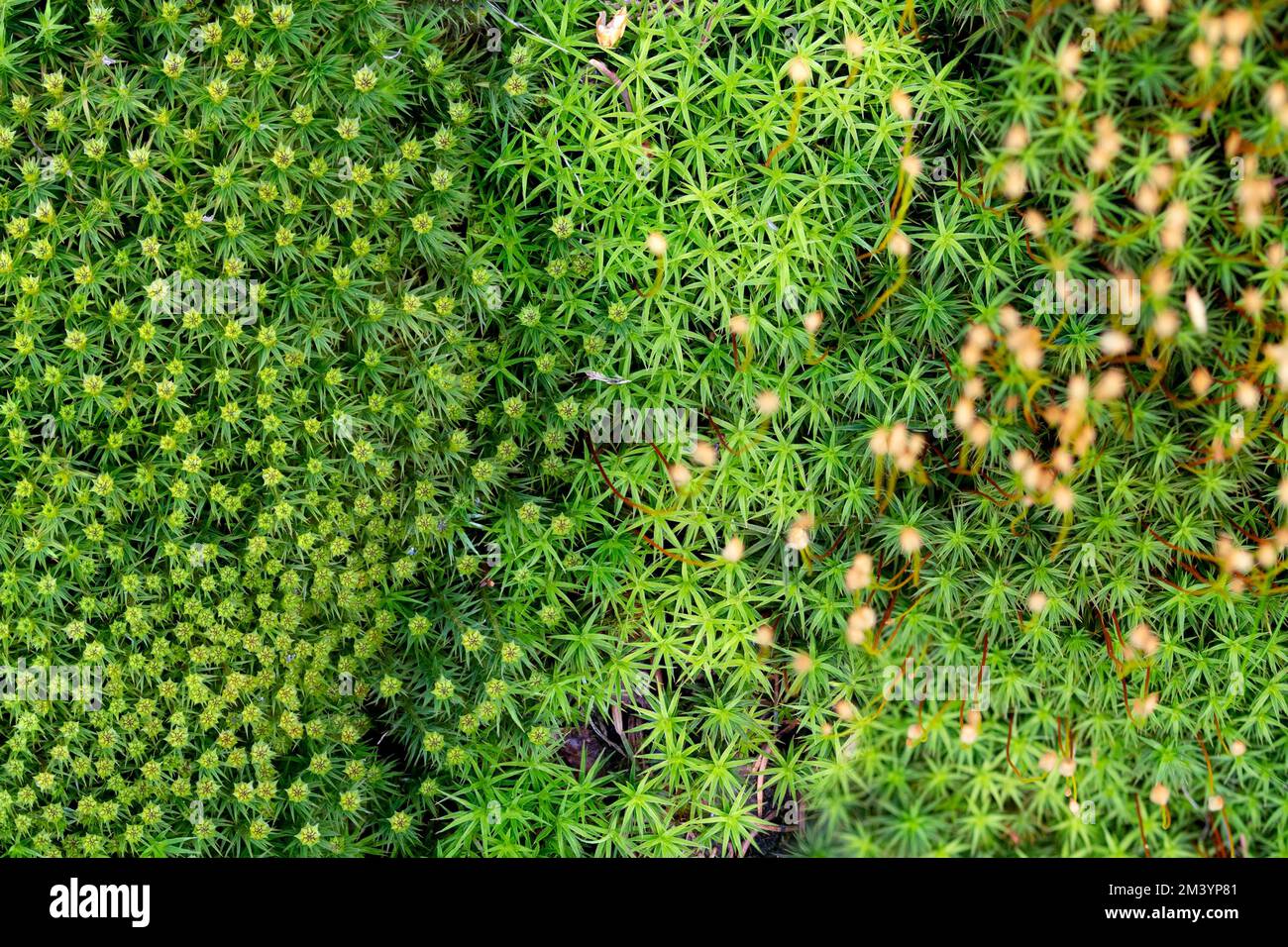 Moss (Bryophyta), moss diversity from above, Harz National Park ...