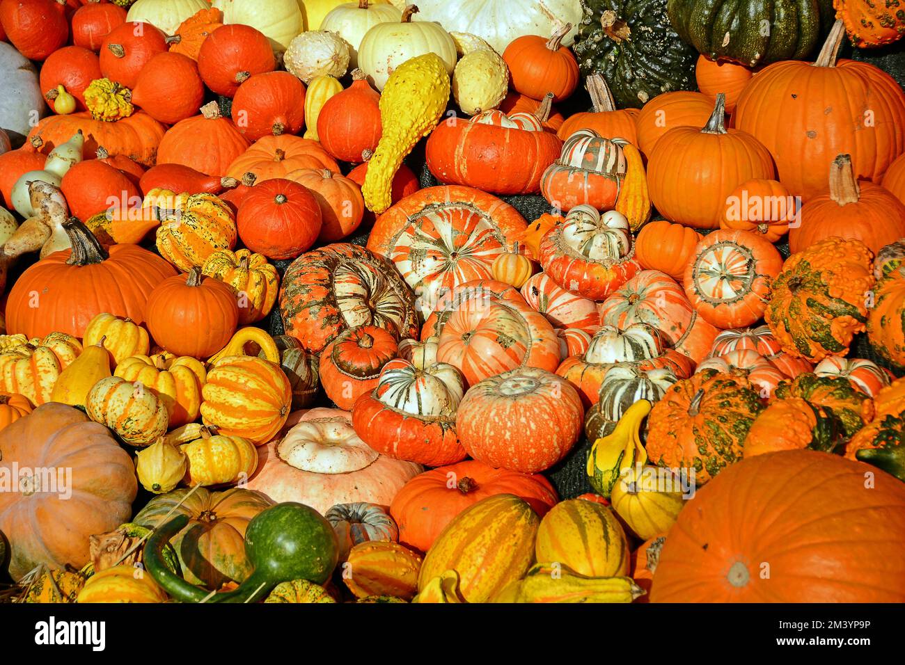 Various pumpkin varieties, ornamental pumpkin, top view, Germany Stock ...