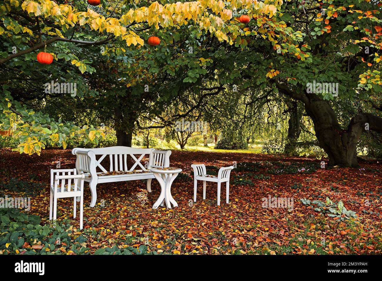 White wood seating area under large trees in autumn Stock Photo - Alamy