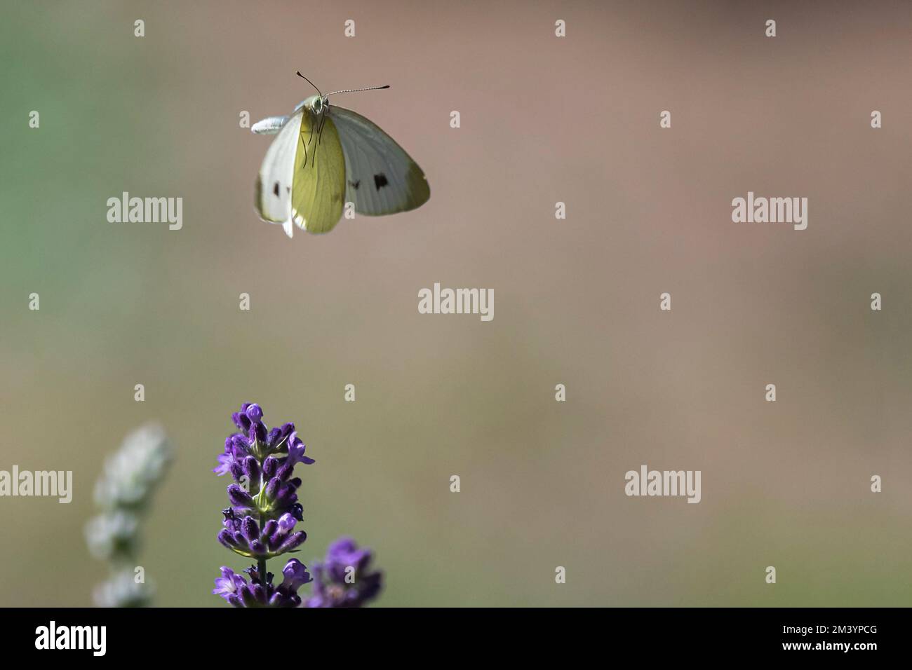 A common white butterfly flying in a lavender field under the sunlight ...