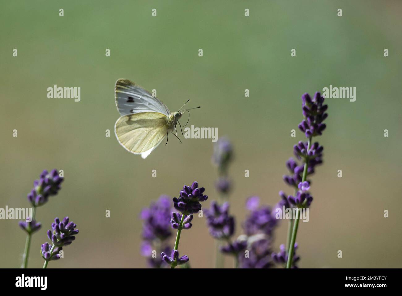 A common white butterfly flying in a lavender field under the sunlight ...