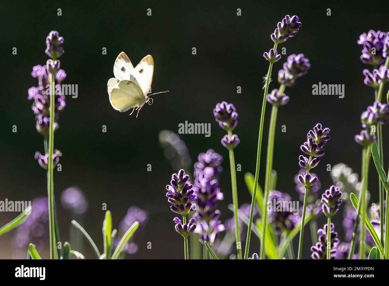 A common white butterfly flying in a lavender field under the sunlight ...