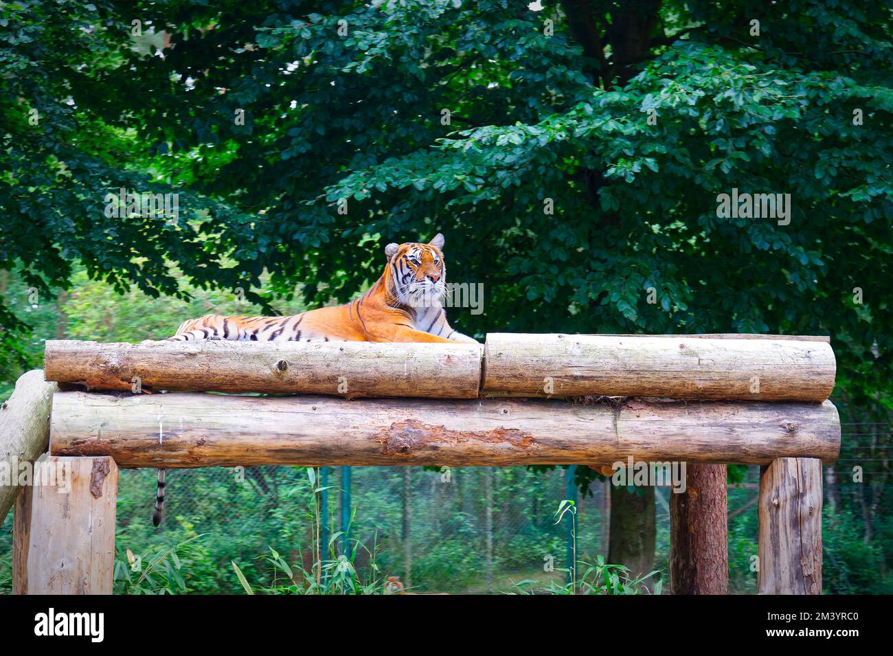 bengal tiger laying down in trees Stock Photo - Alamy