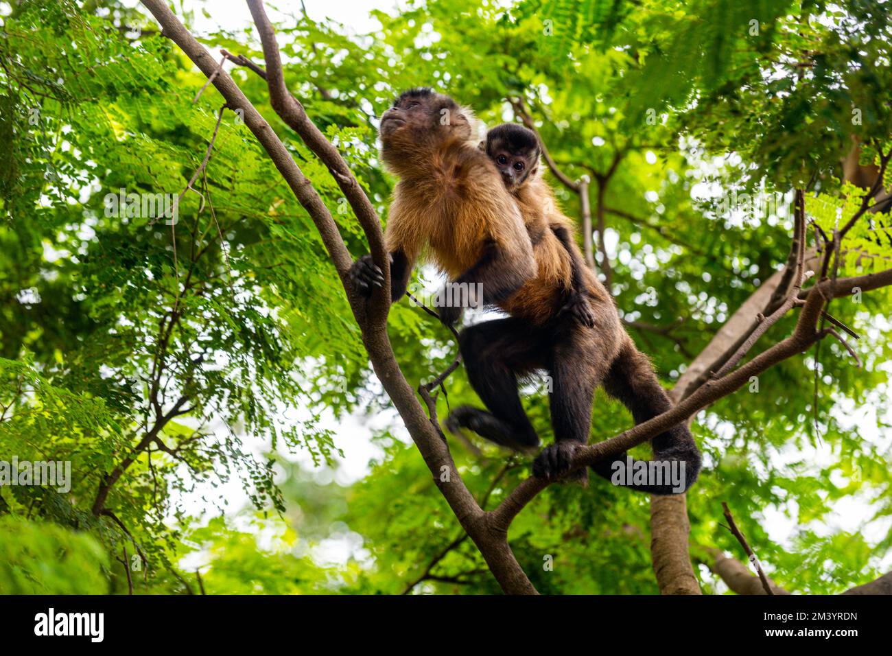 Capuchin monkey (Cebinae), sitting on branch, Forest Park Sinop, Sinop ...