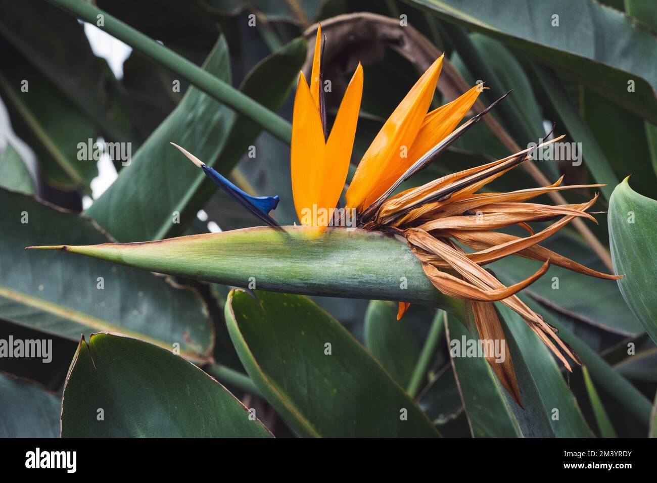Crane flowers hi-res stock photography and images - Alamy
