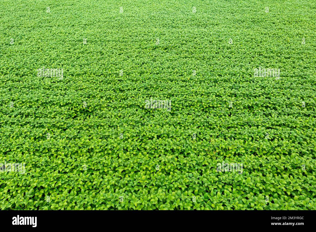Giant soy fields, Sinop, Mato Grosso, Brazil Stock Photo - Alamy