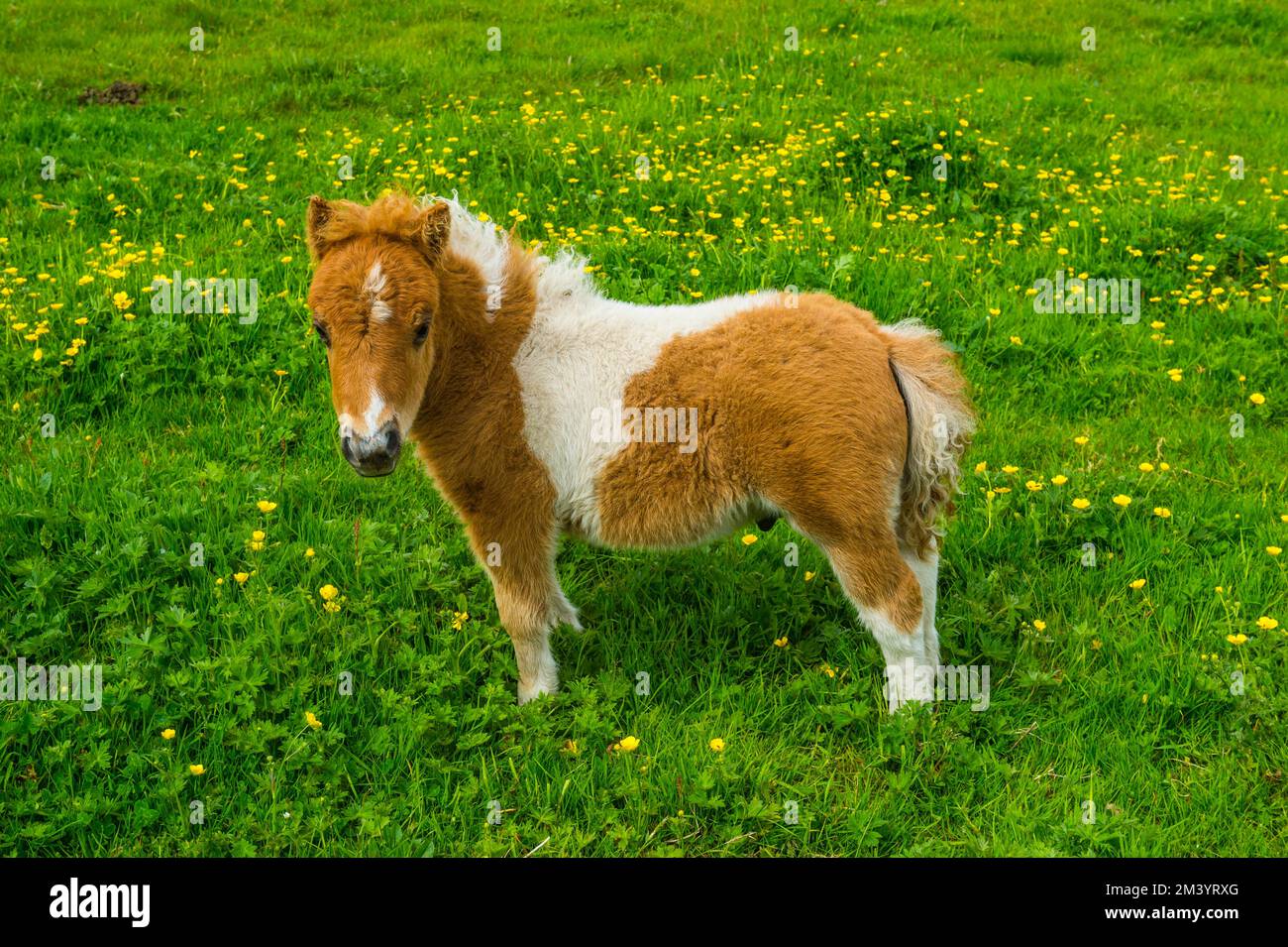 Baby Shetland ponies, Shetland islands, United Kingdom Stock Photo - Alamy