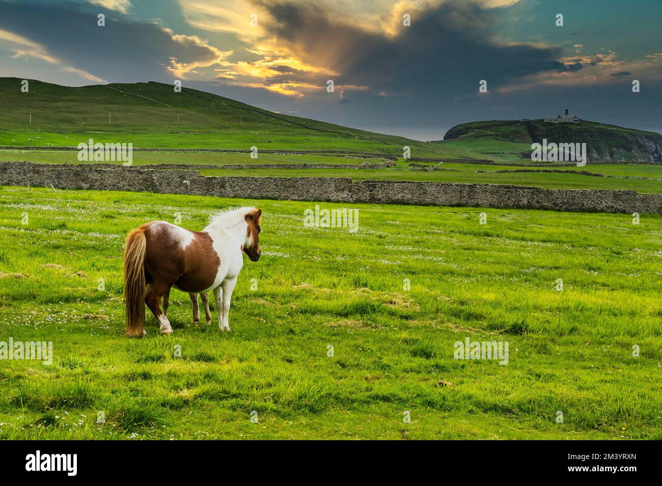 Shetland pony, Shetland islands, United Kingdom Stock Photo - Alamy