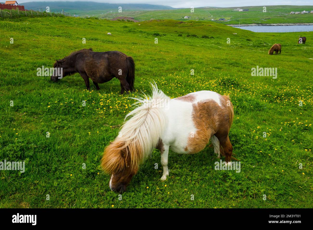 Shetland ponies, Shetland islands, United Kingdom Stock Photo - Alamy
