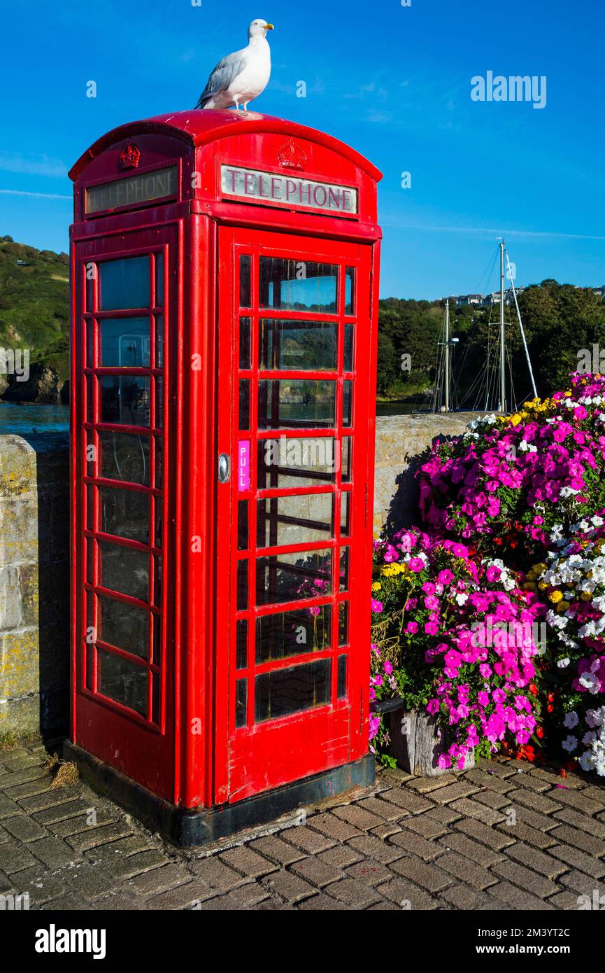 Dove sitting on a british phone cell, Iifracombe, North Devon, England ...