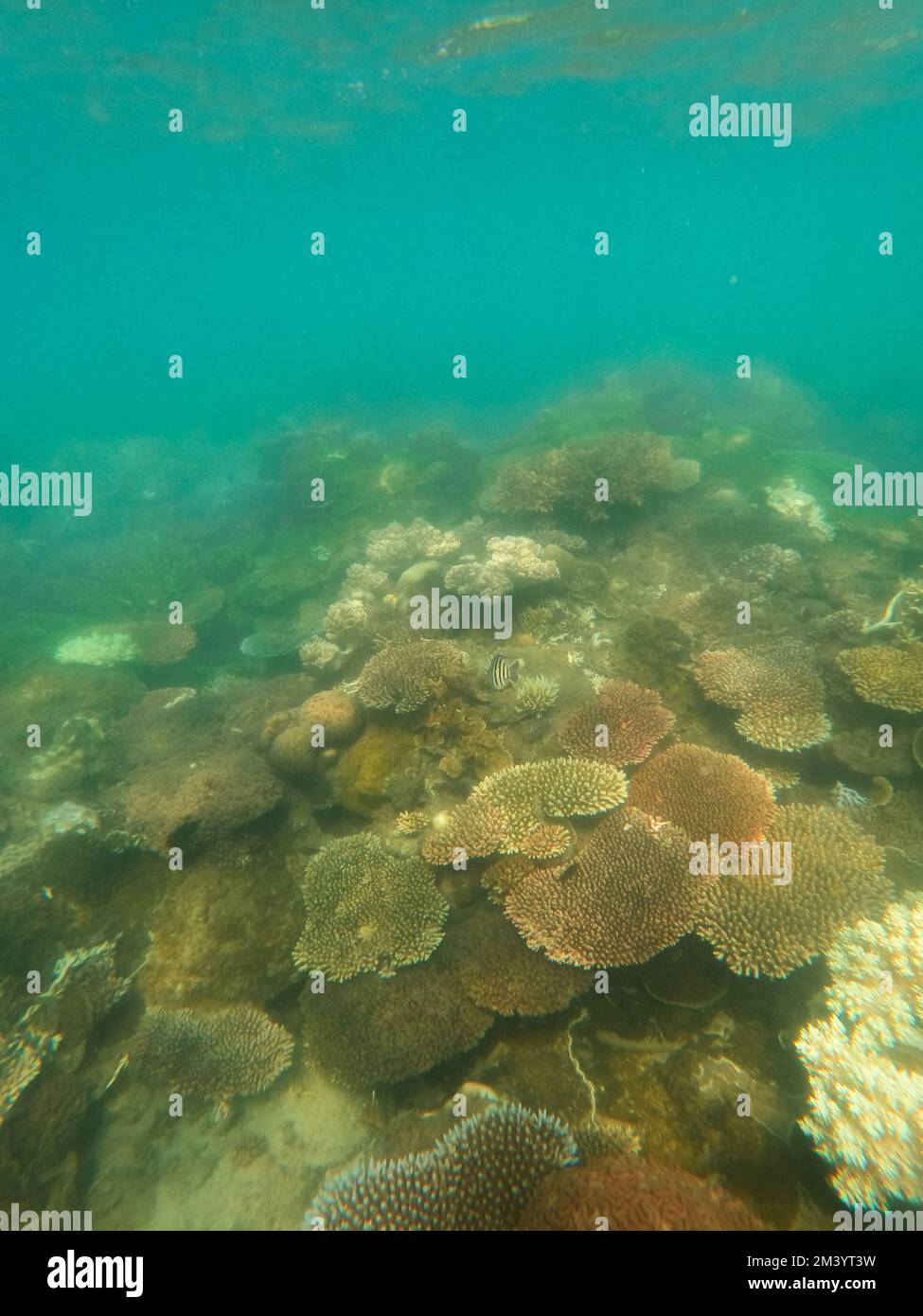A vertical shot of cabbage corals (Sinularia dura) under the sea at ...
