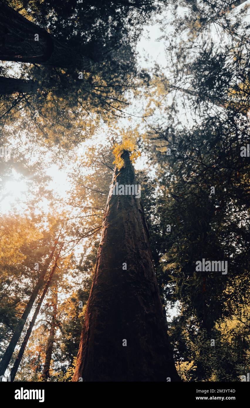 A low angle shot of a tree. Yosemite National Park Stock Photo - Alamy