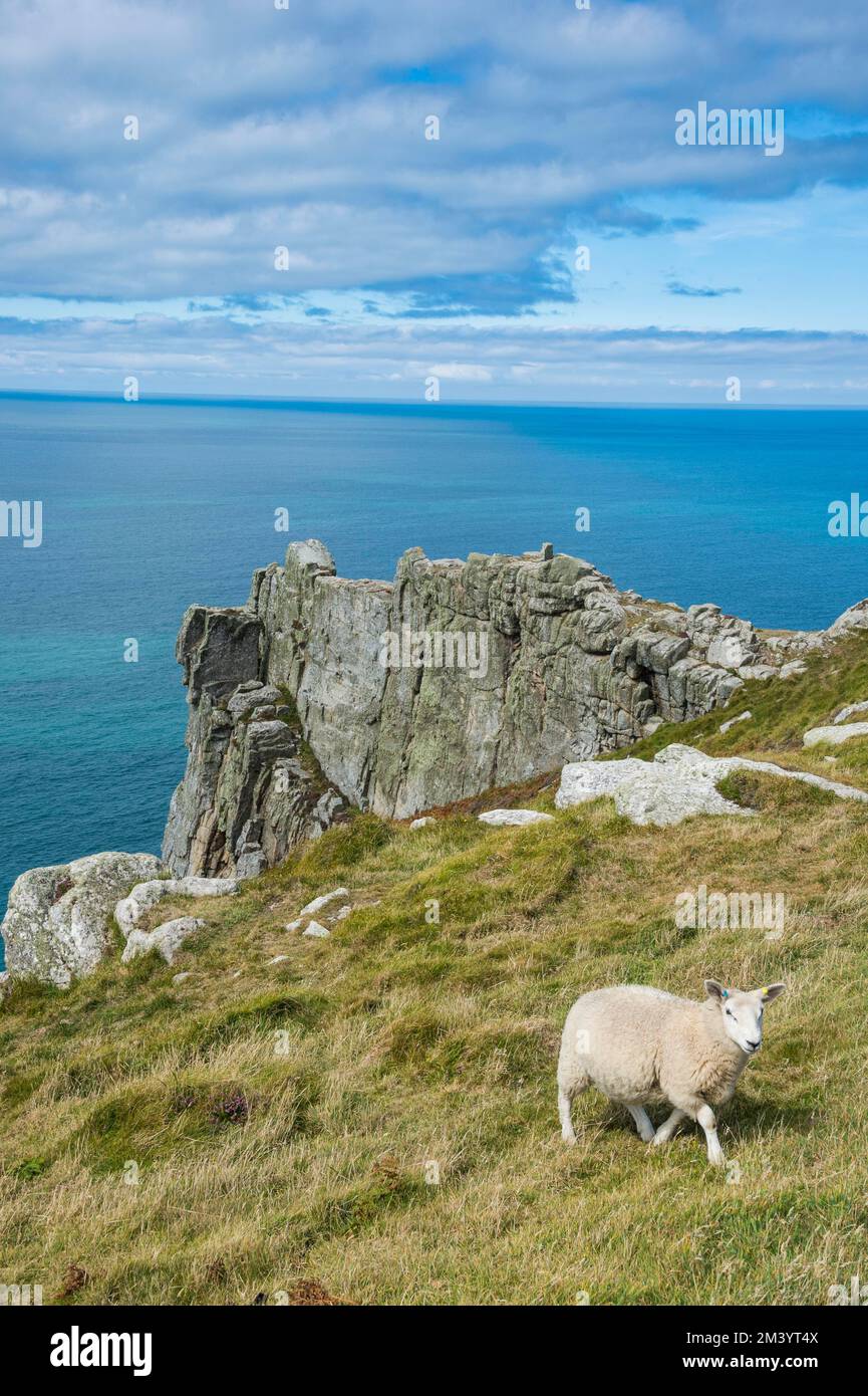 Sheep on the Island of Lundy, Bristol channel, Devon, England, United ...