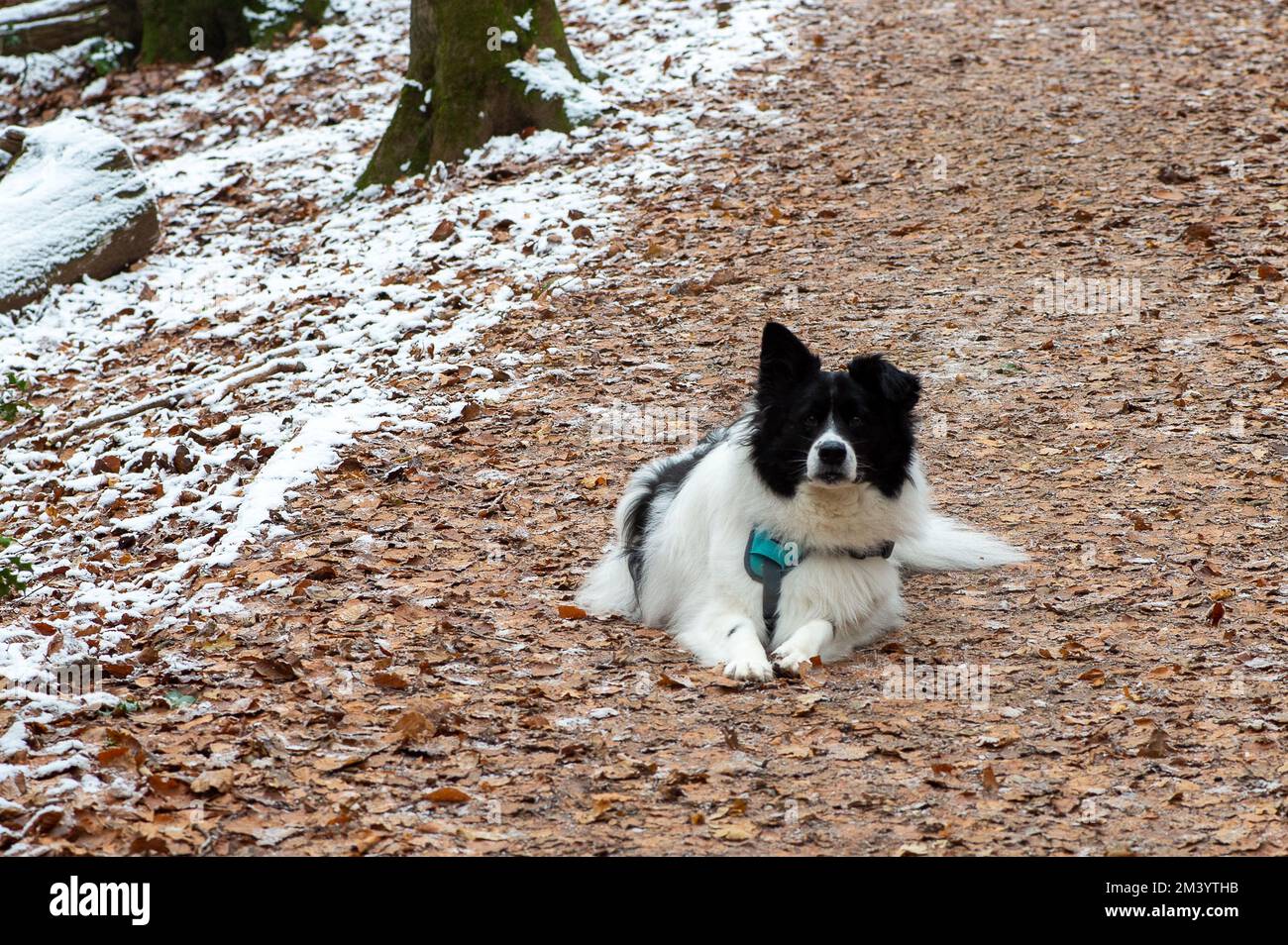 Nature reserves buckinghamshire hi-res stock photography and images - Alamy