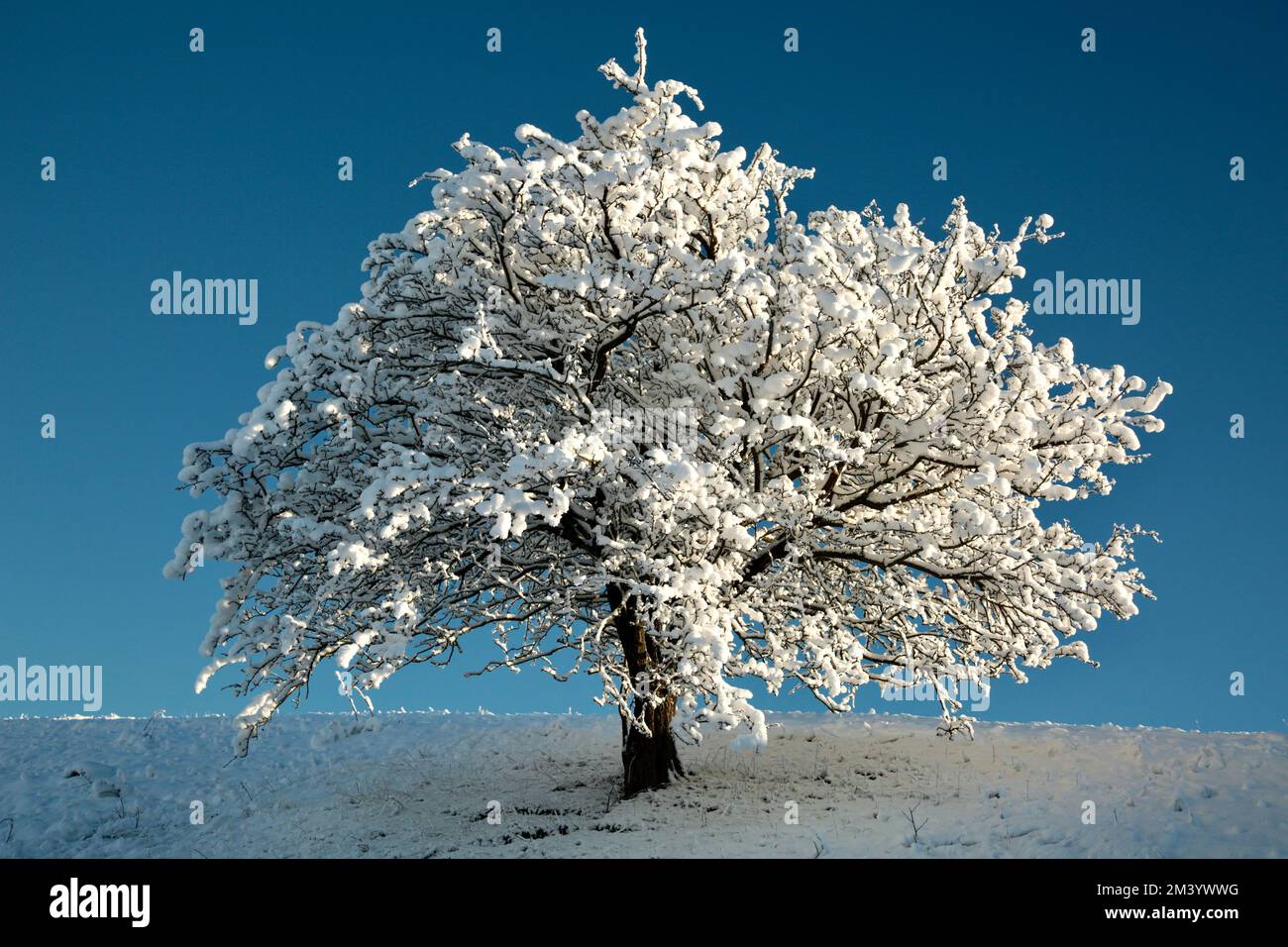 winter snow scenes with frosted trees Stock Photo - Alamy