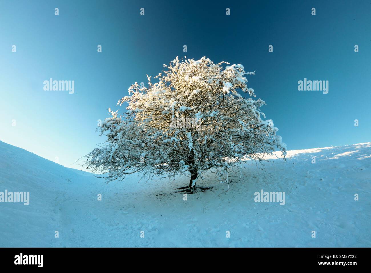 winter snow scenes with frosted trees Stock Photo - Alamy