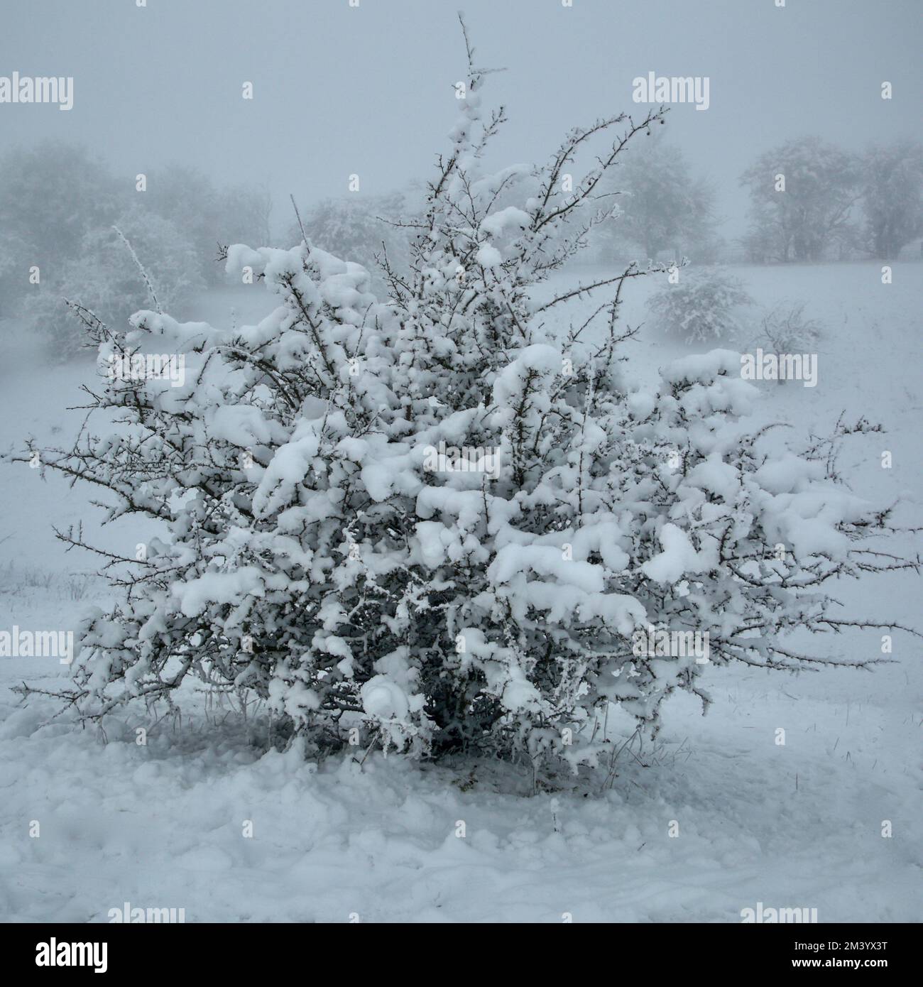 winter snow scenes with frosted trees Stock Photo - Alamy