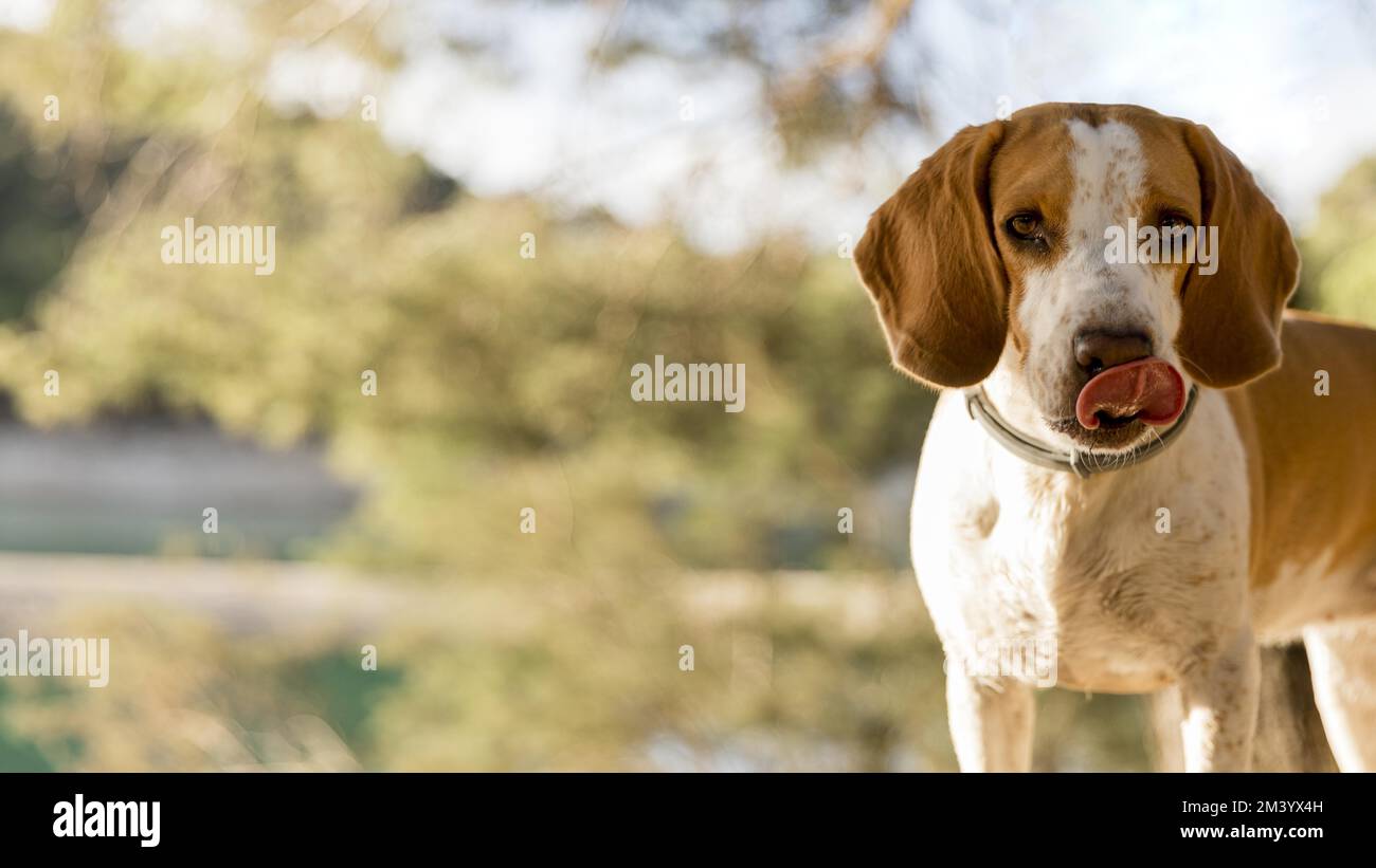 Good boy dog blurred nature background Stock Photo - Alamy