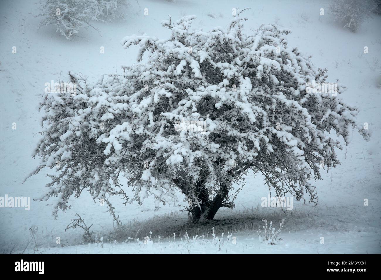 winter snow scenes with frosted trees Stock Photo - Alamy