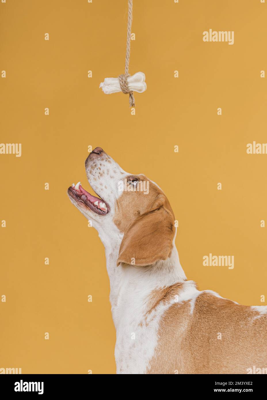 Happy dog looking up bone Stock Photo - Alamy