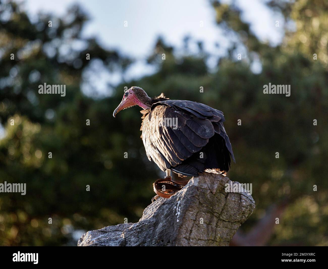 Hooded vulture (Necrosyrtes monachus) keeping a lookout, captive ...