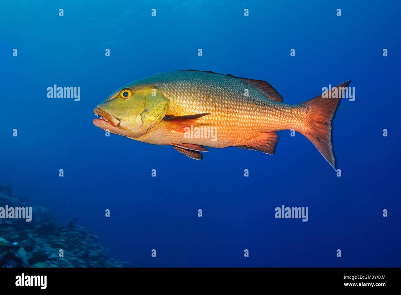 Red snapper (Lutjanus campechona), Pacific Ocean, Yap, Micronesia FSM ...