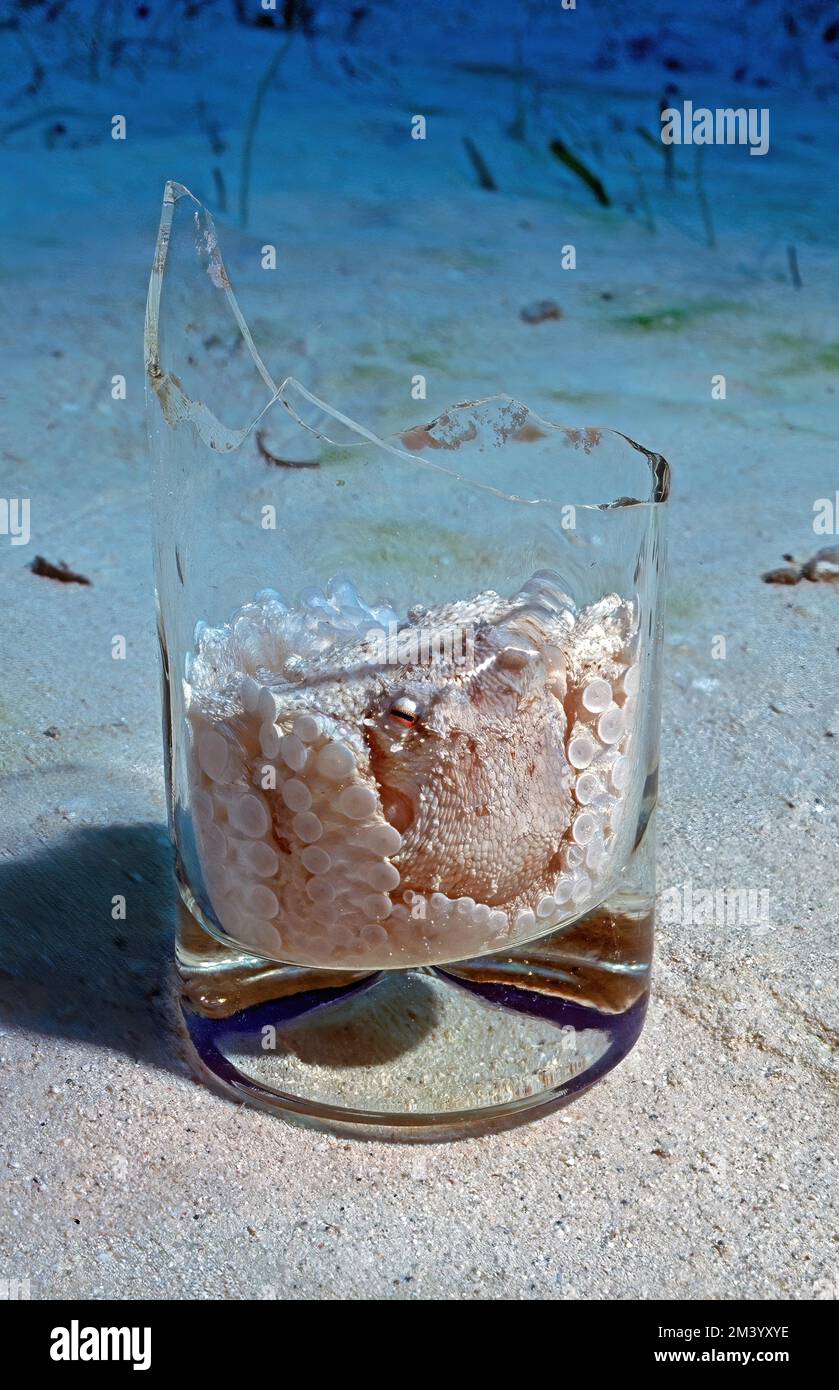 Juvenile common octopus (Octopus vulgaris) hiding in broken glass ...