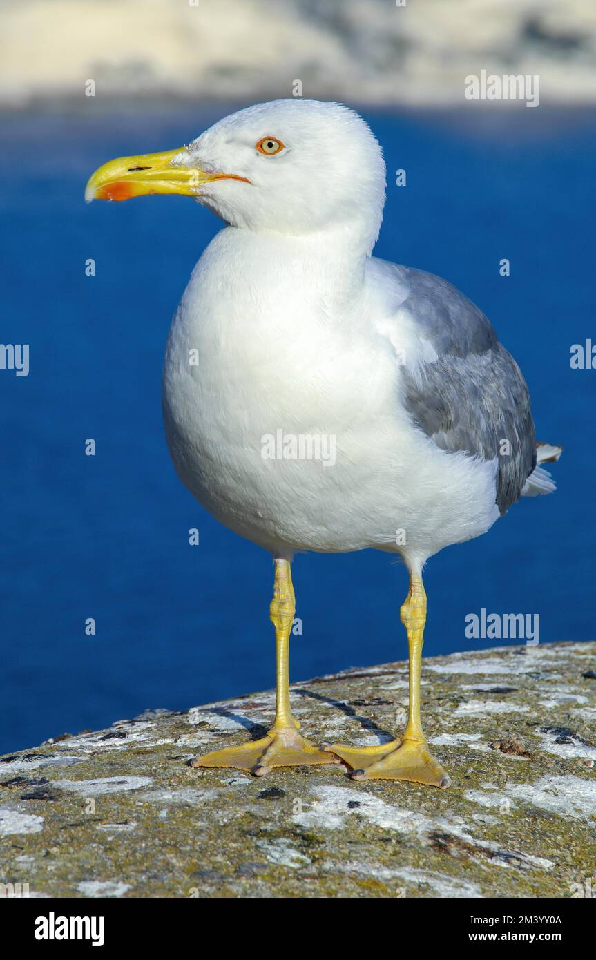 Profile view of seagull above hi-res stock photography and images - Alamy