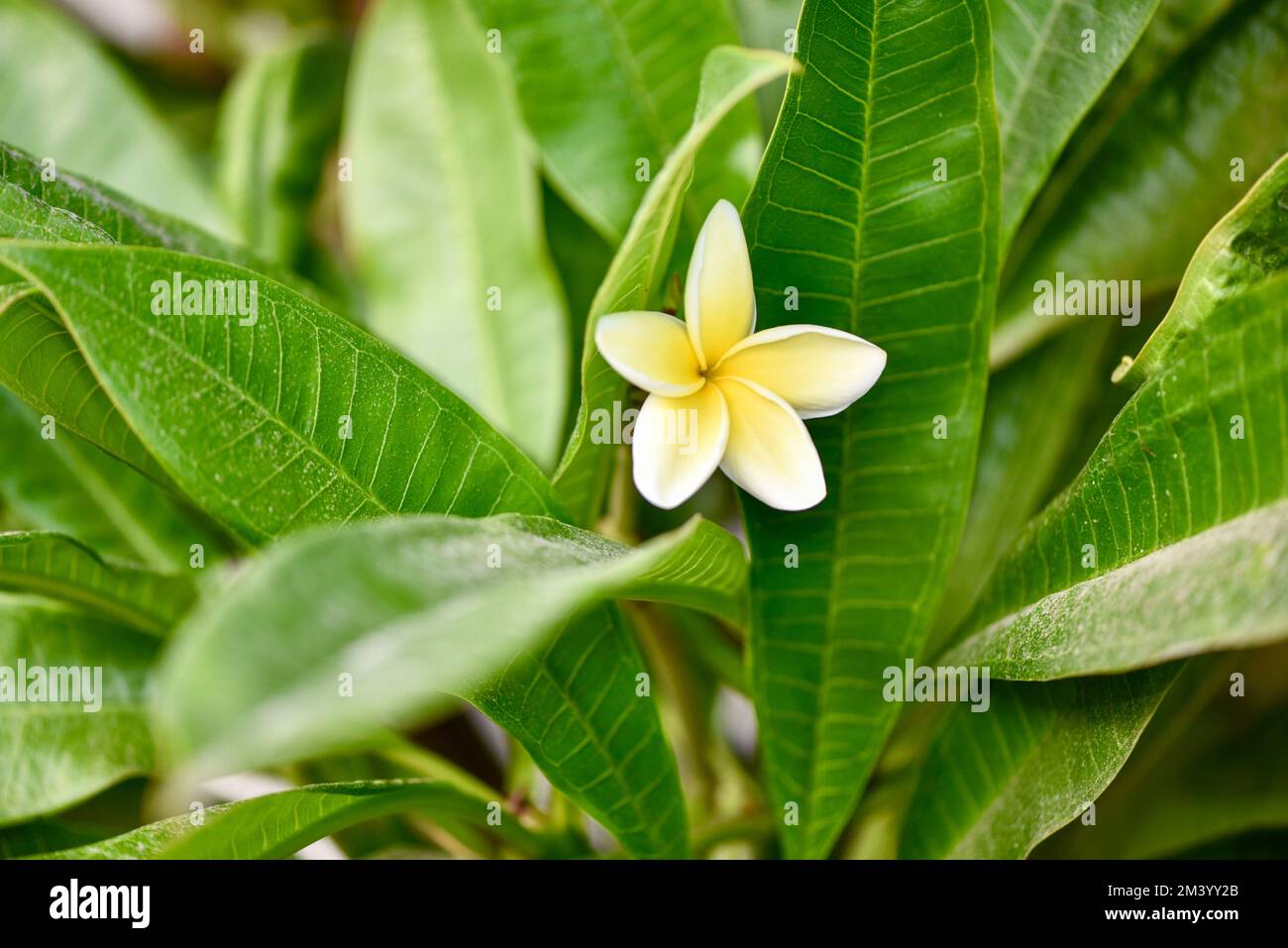 Plumeria green leaves close hi-res stock photography and images - Alamy