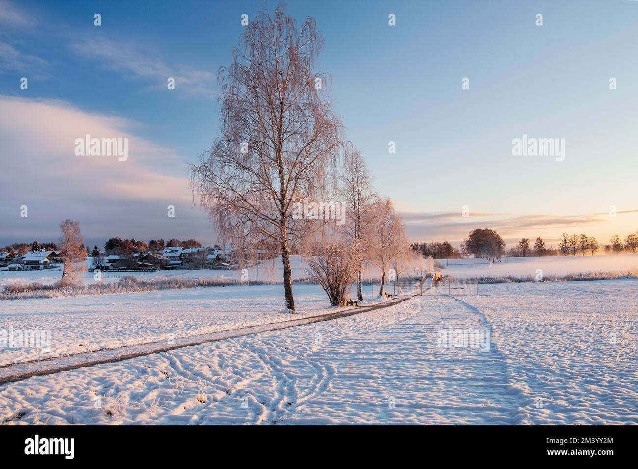 Winter moorland with birch trees, Uffing am Staffelsee, Das Blaue Land ...