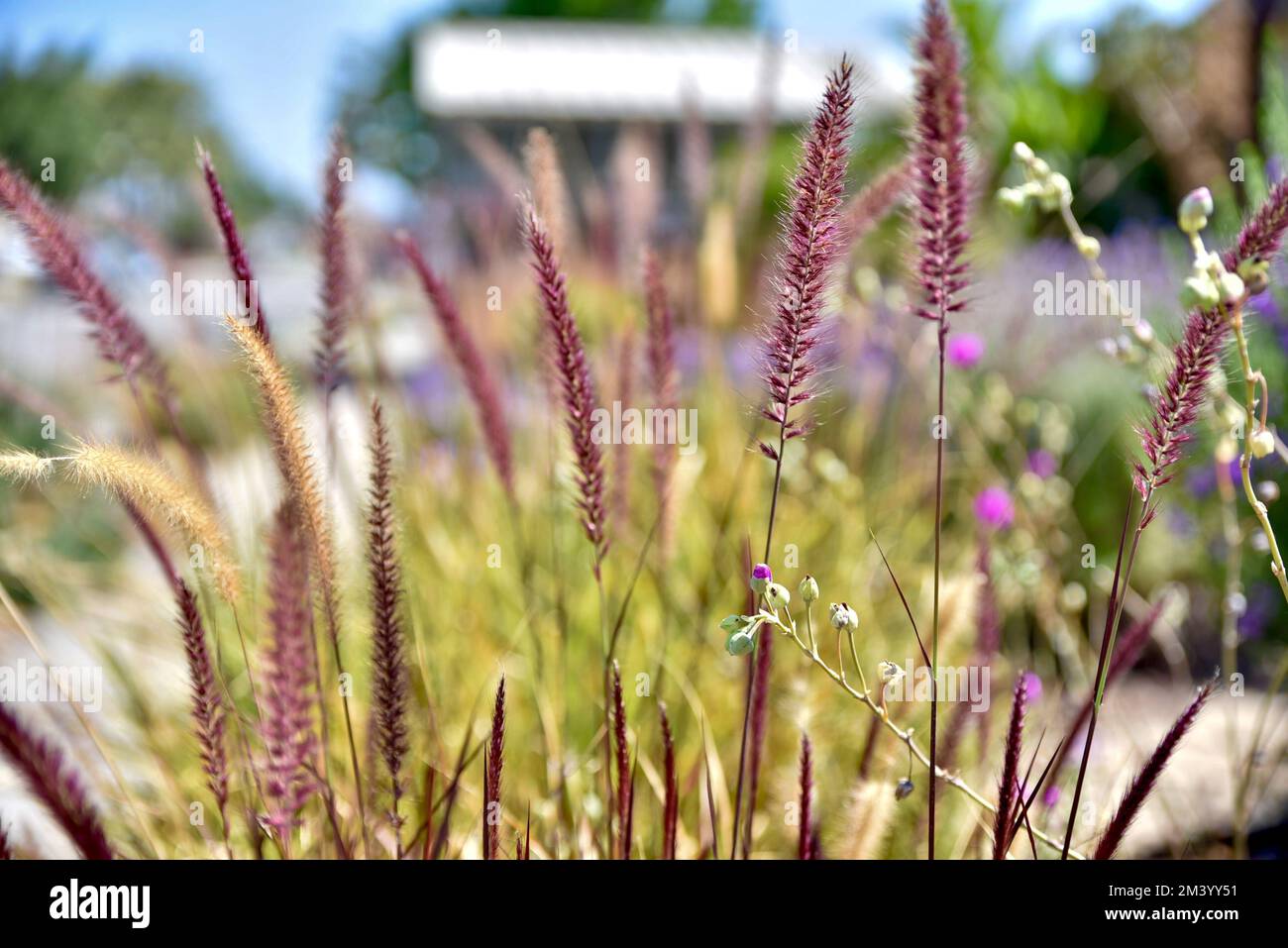 Up close colorful reddish pink natural wildflower background of drought ...