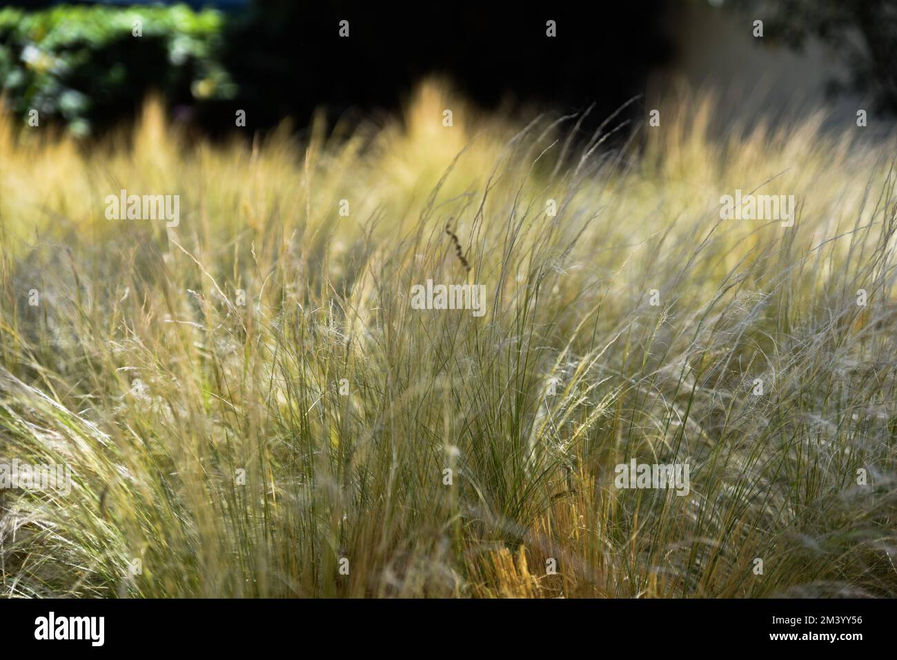 natural background of tall leggy wispy grasses Stock Photo - Alamy
