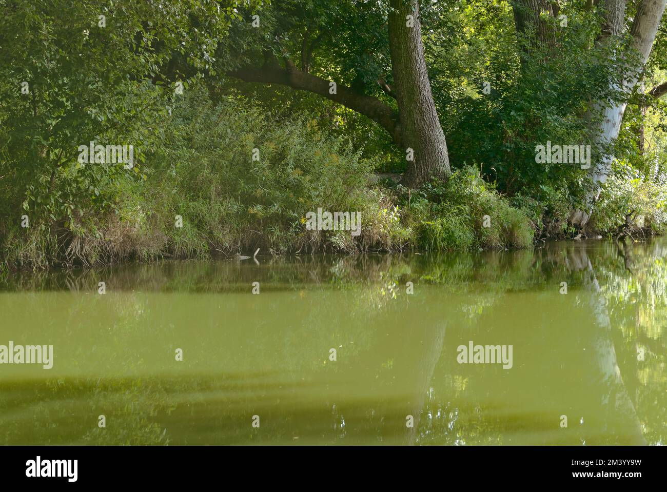 A pond in the forest with reflections of the trees Stock Photo - Alamy
